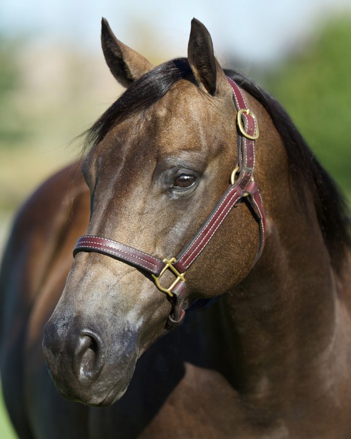 Tamarack Ranch | Mare Power