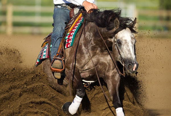 Show Horses - Tamarack Ranch