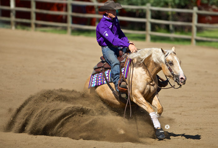Show Horses - Tamarack Ranch