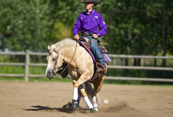 Show Horses - Tamarack Ranch