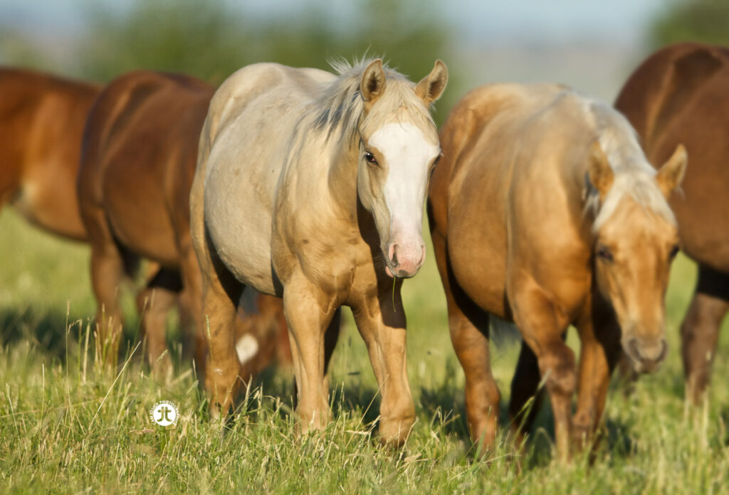 Show Horses - Tamarack Ranch