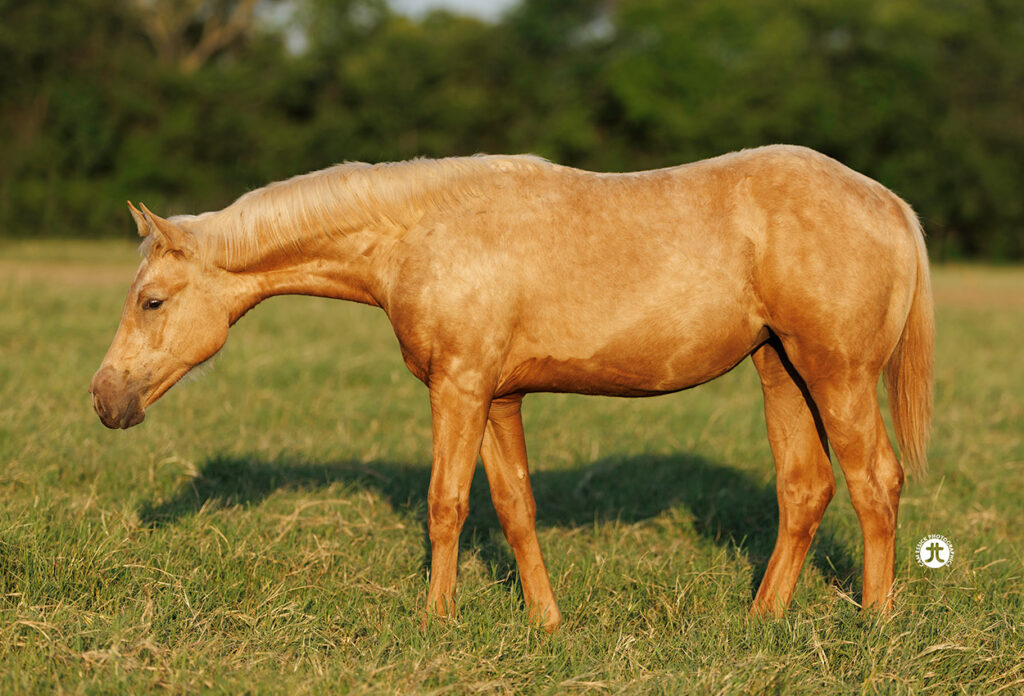 2023 Foal Crop - Tamarack Ranch